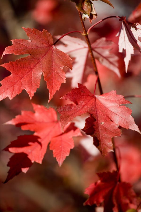 Red Maples Leaves in Autumn Stock Photo - Image of october, color: 1424272