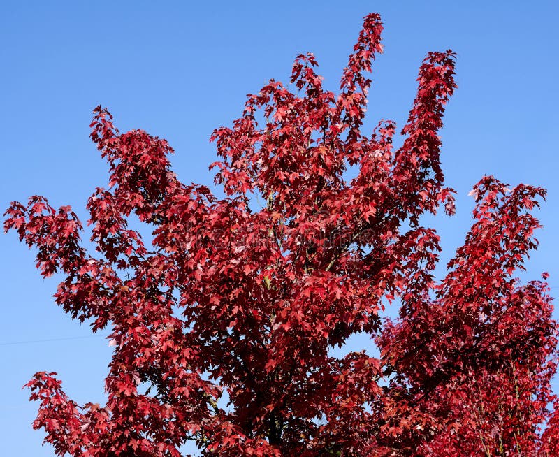 Red maples stock photo. Image of biology, tree, plant - 232653634