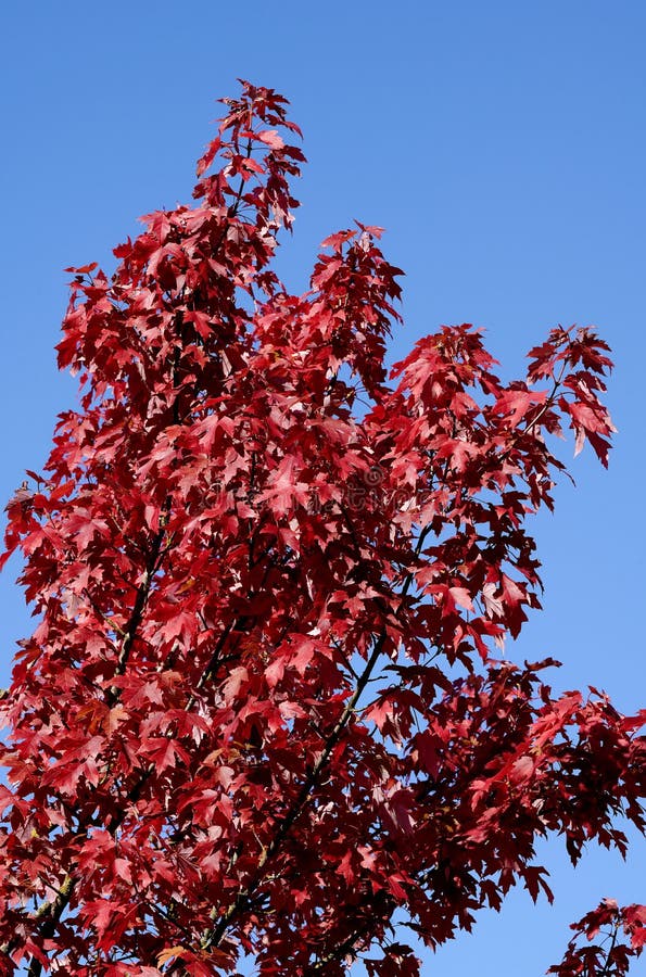 Red maples stock photo. Image of tree, nature, biology - 232653554