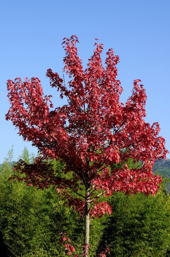 Red maples stock image. Image of square, natural, plant - 232653925