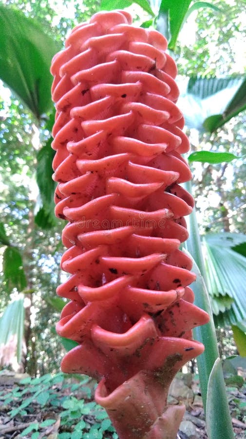 Maraca flower stock photo. Image of flower, nature, maraca - 104196010