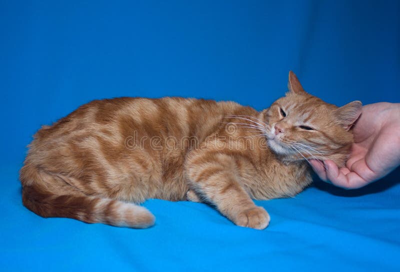 Red Marble Cat stock photo. Image of relaxation, nature - 44034590