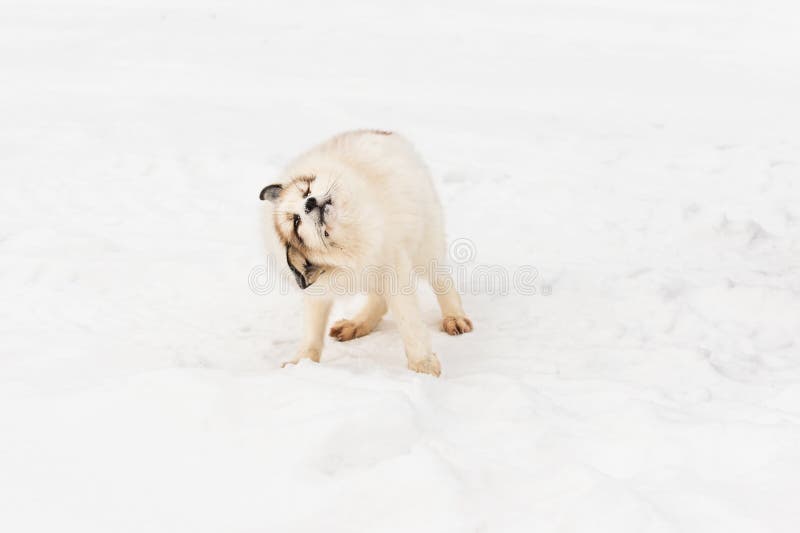 Red Marble Fox Vulpes Vulpes Sits Squinting in Snow Winter Stock Image ...