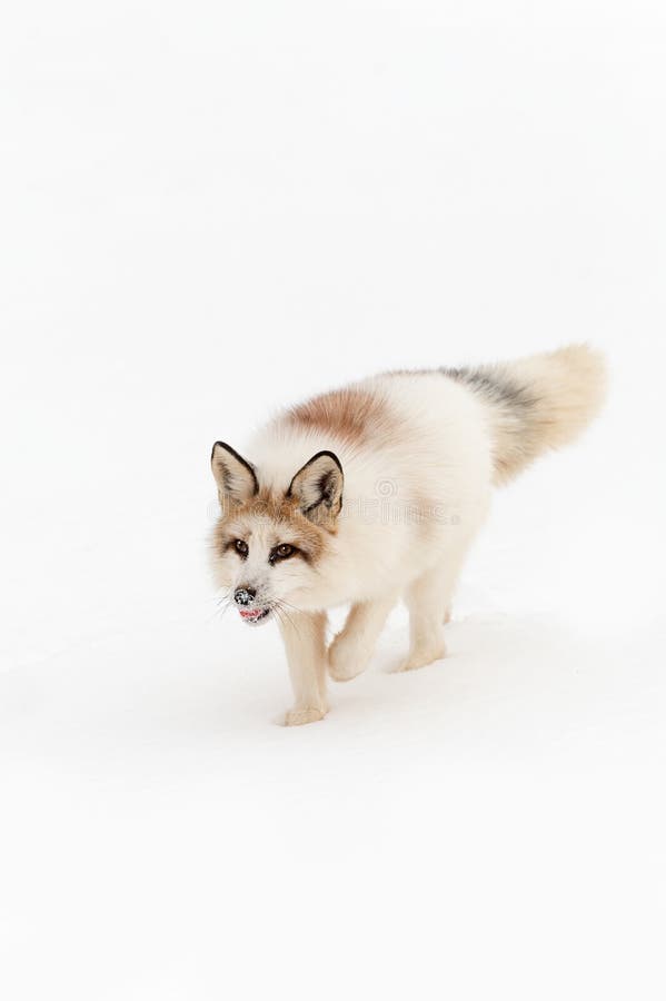 Red Marble Fox Vulpes Vulpes on Snow Stock Photo - Image of vulpes ...