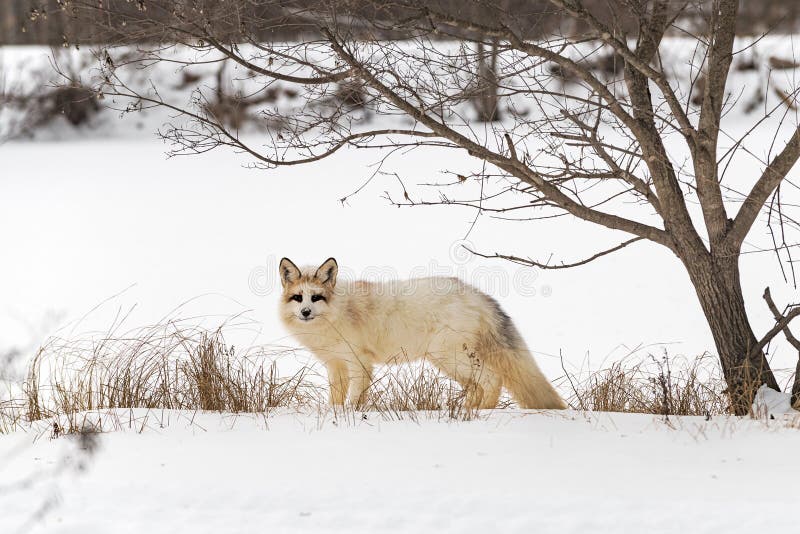 Red Marble Fox Vulpes Vulpes Stands Under Tree Looking Out Winter Stock ...