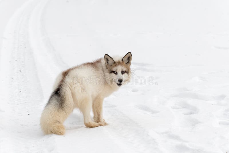 Red Marble Fox Vulpes Vulpes Sits Squinting in Snow Winter Stock Image ...