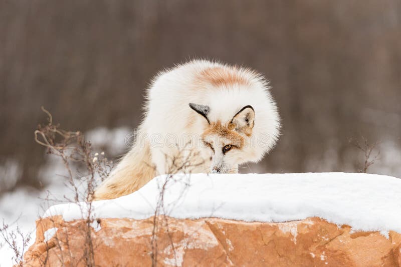 Red Marble Fox Vulpes Vulpes Digs In Snow Stock Image - Image of marble ...