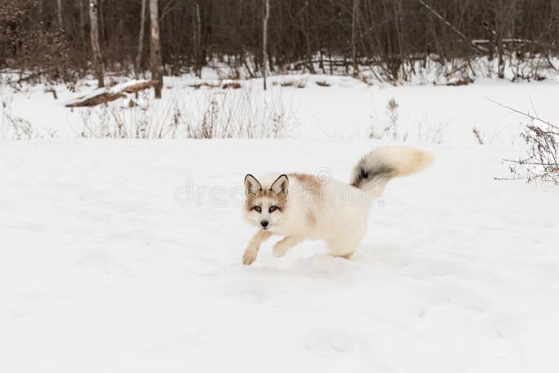 Red Marble Fox Vulpes Vulpes Sits Squinting in Snow Winter Stock Image ...