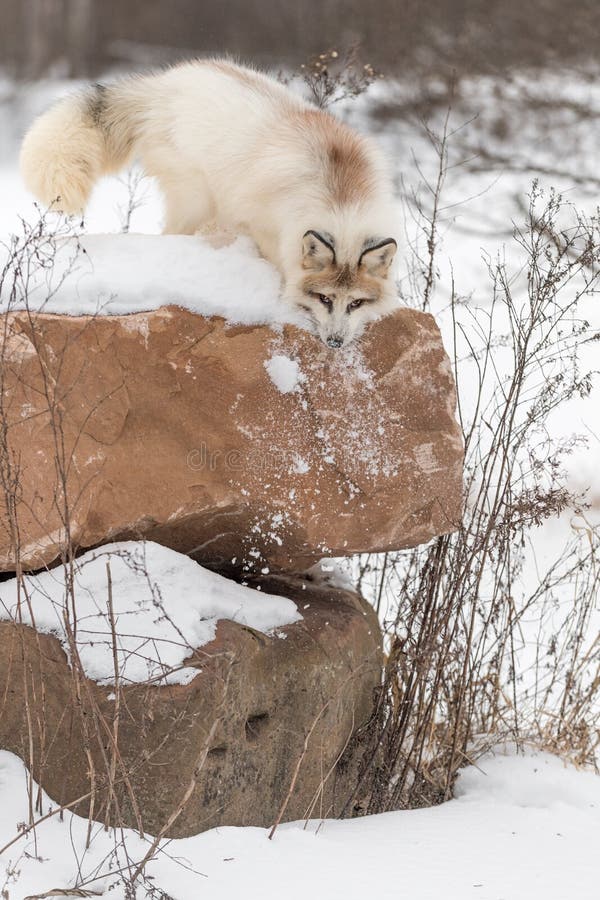 Red Marble Fox Vulpes Vulpes Looks Down Off Rock Stock Photo - Image of ...