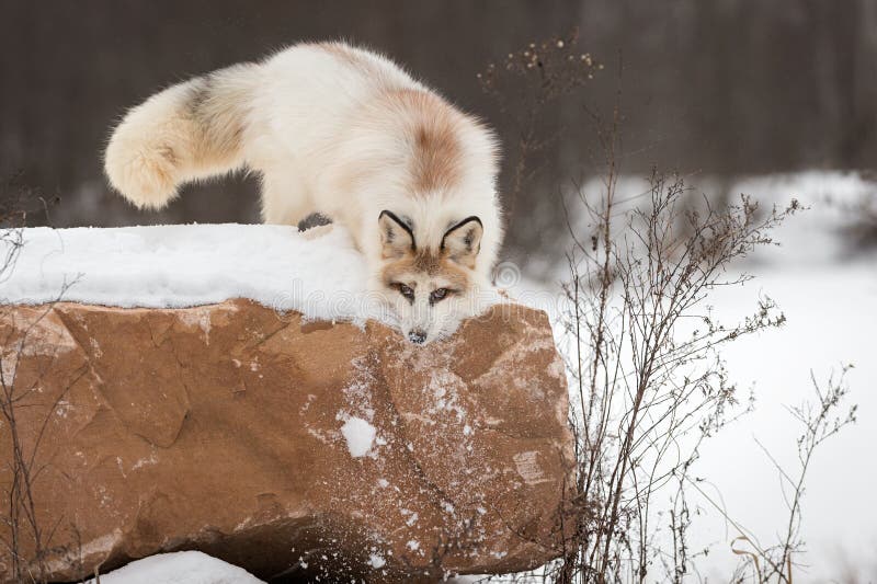 Red Marble Fox Vulpes Vulpes Pushes Snow Down Side of Rock Stock Image ...