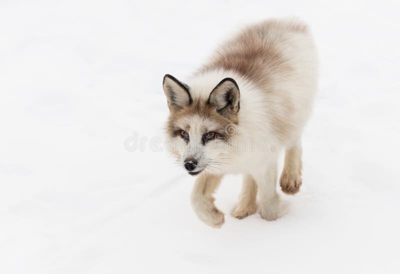 Red Marble Fox Vulpes Vulpes Trots Forward Stock Image - Image of ...