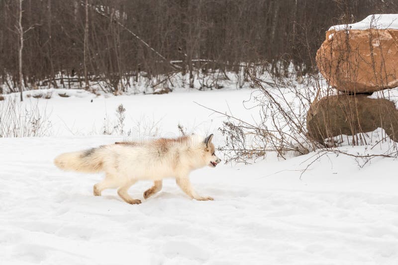 Red Marble Fox Vulpes Vulpes Sits Squinting in Snow Winter Stock Image ...