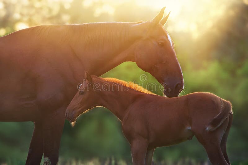 Mare with foal stock photo. Image of domestic, green - 56404156