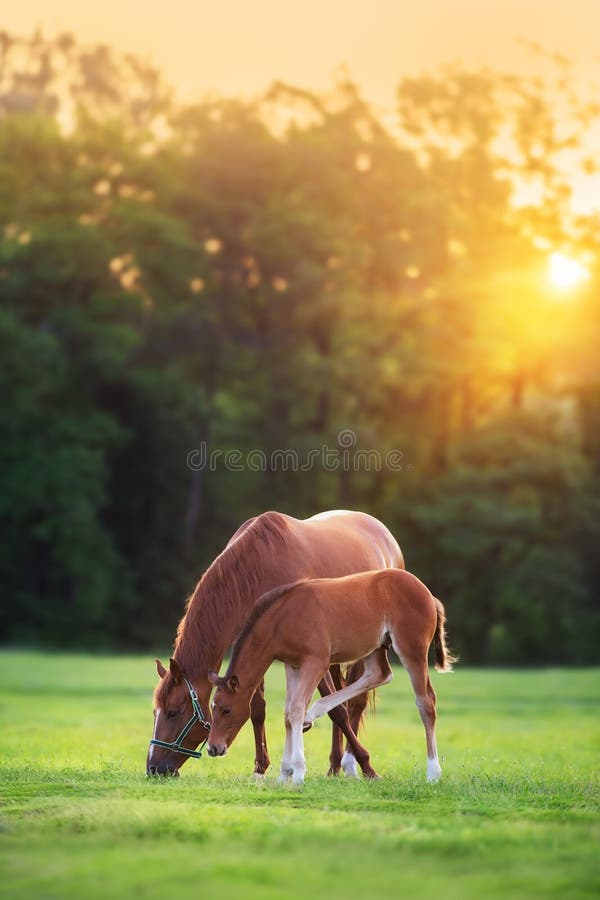 Red Mare and Foal in Morning Sunlight Stock Photo - Image of young ...