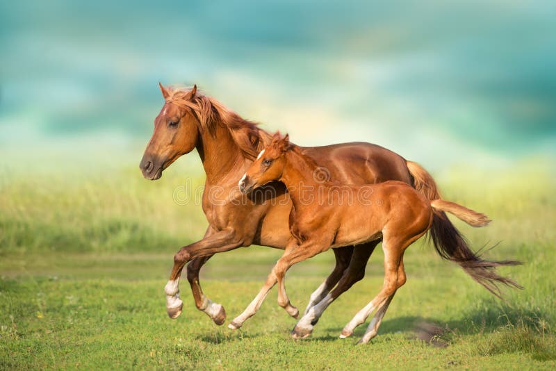 Mare and foal stock photo. Image of grooming, mare, foal - 5533780
