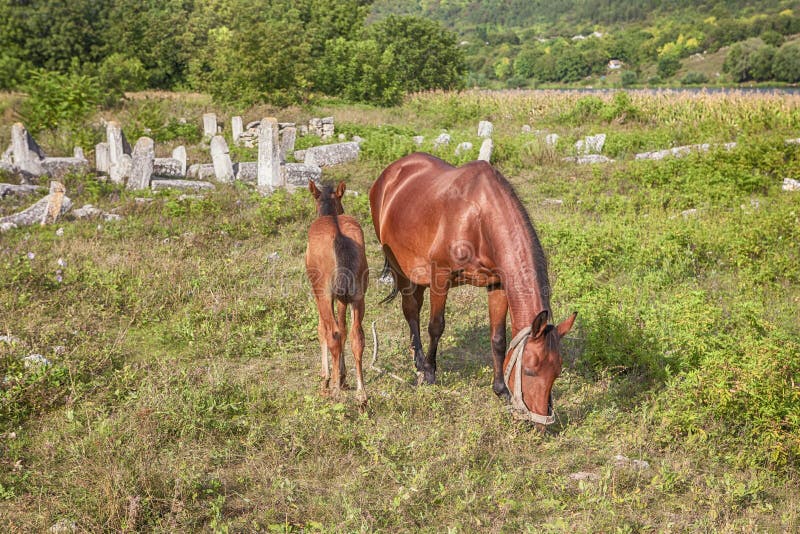 Red mare and foal stock photo. Image of sunny, grass - 93931472