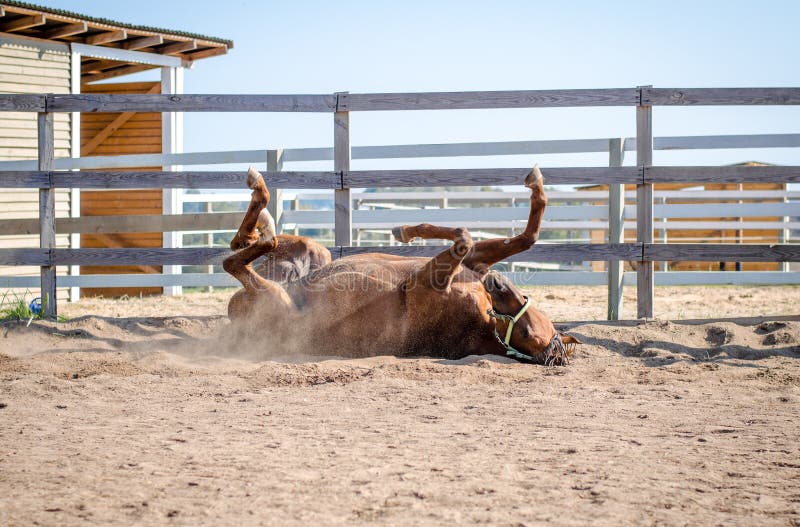 Red Mare Horse Scratching Itself on Ground in Paddock Stock Photo ...