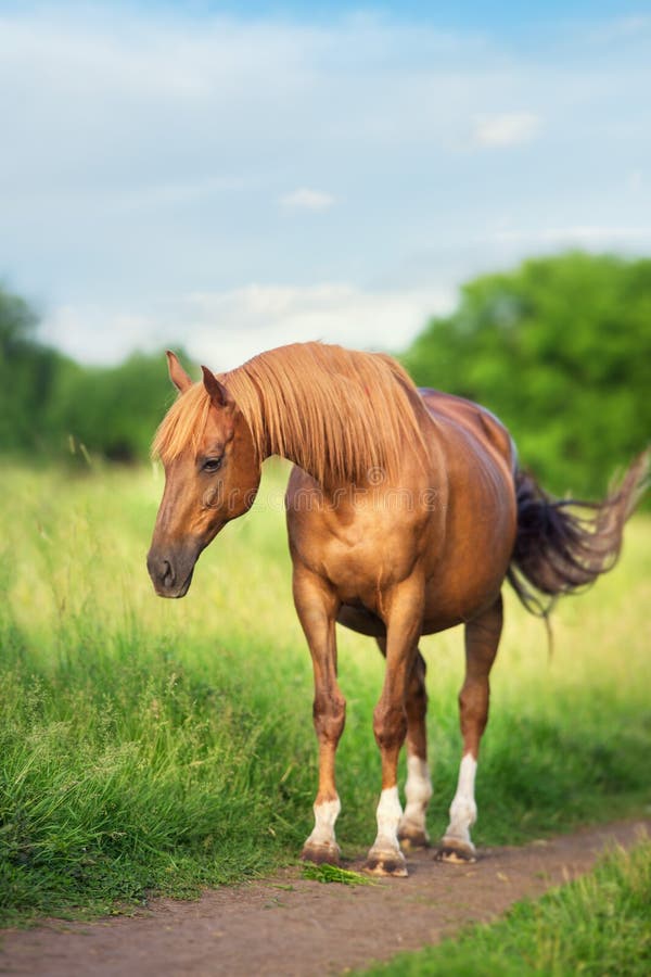 Red mare with long mane stock image. Image of brown - 157494735