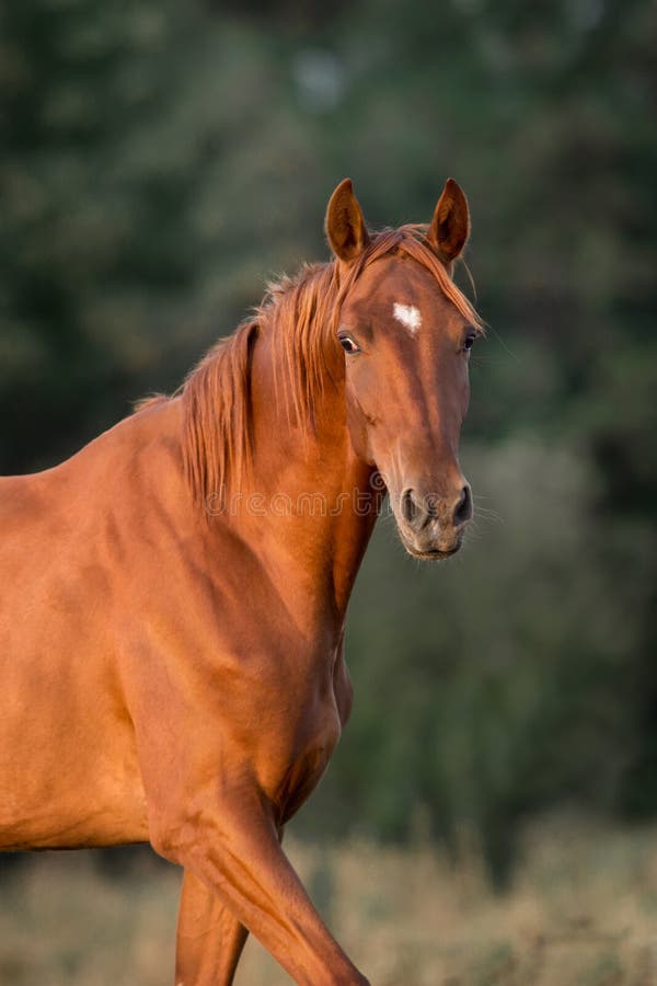 Red horse portrait stock image. Image of horse, brown - 172064551