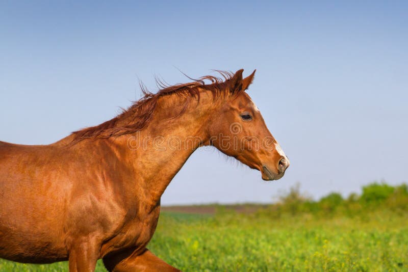 Red mare run stock image. Image of equine, stallion, breed - 54560279