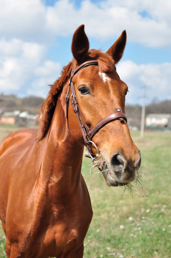 Red mare Vivienne stock image. Image of bridle, rein - 260057393