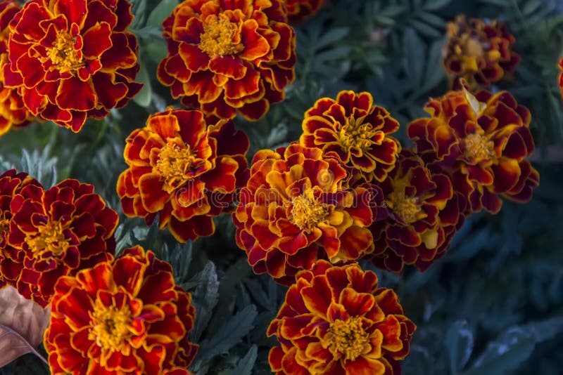 Red Marigold flower stock image. Image of floral, summer - 106001205