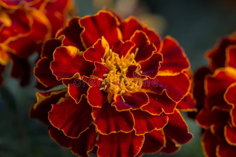 Red Marigold flower stock image. Image of floral, summer - 106001205