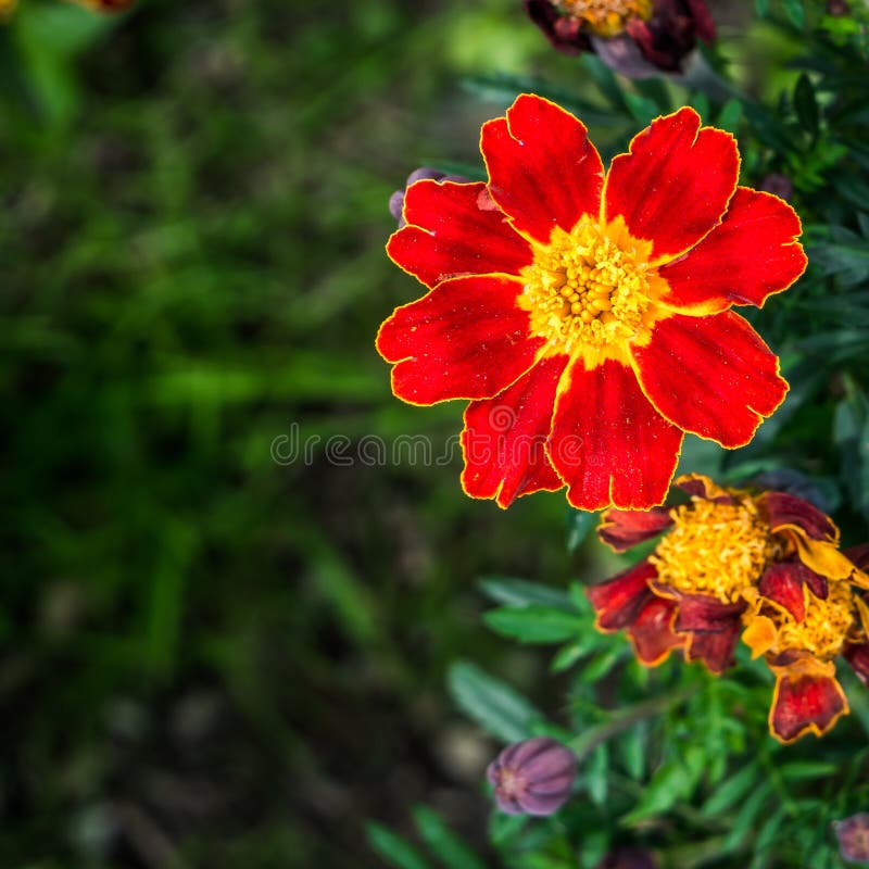 Red marigold stock photo. Image of color, petal, healthy - 65242630