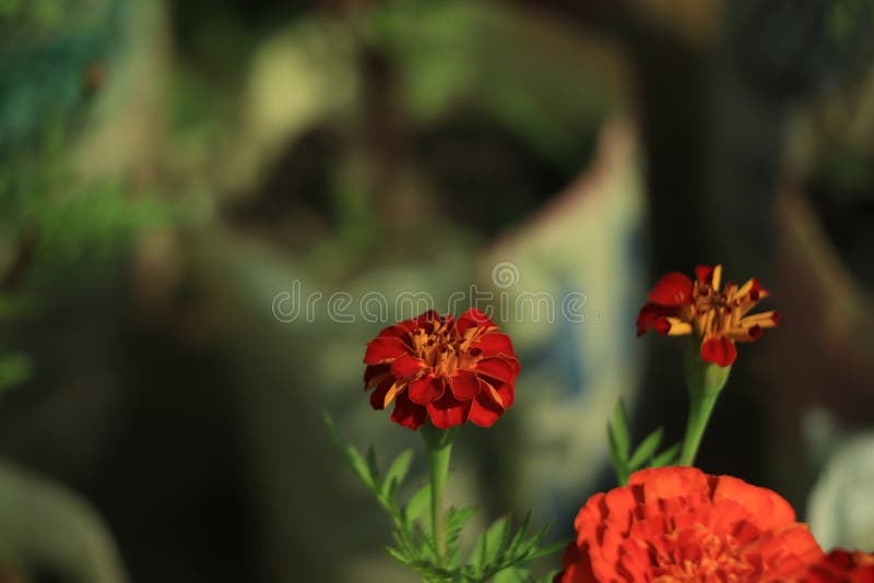 Red Marigold Single Flower Marigold Merry Gold Marigold Different ...