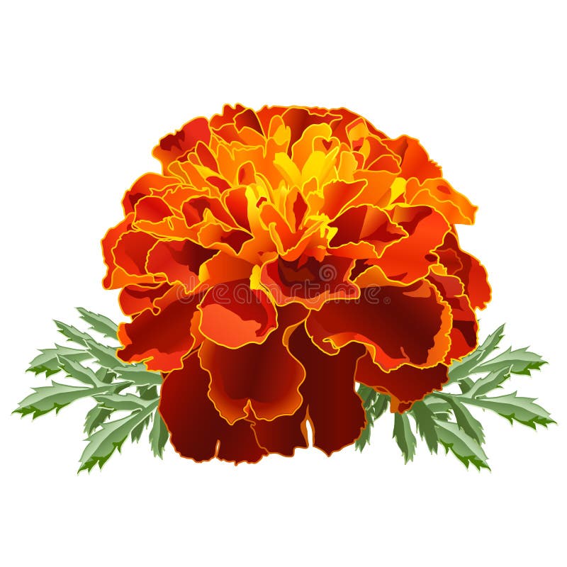 Marigold Stock Illustrations – 35,904 Marigold Stock Illustrations ...