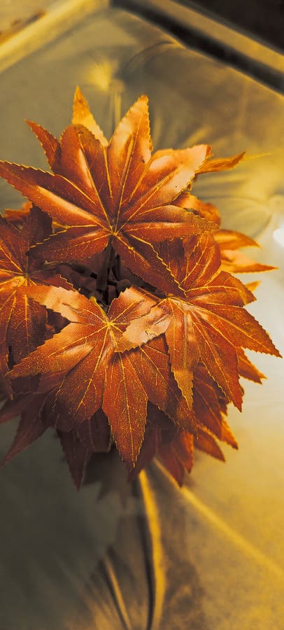 Red Marijuana Leaves, Small Leaves 2022 Stock Photo - Image of small ...