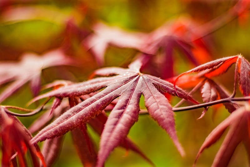 Red marijuana tree stock image. Image of flower, season - 114594287