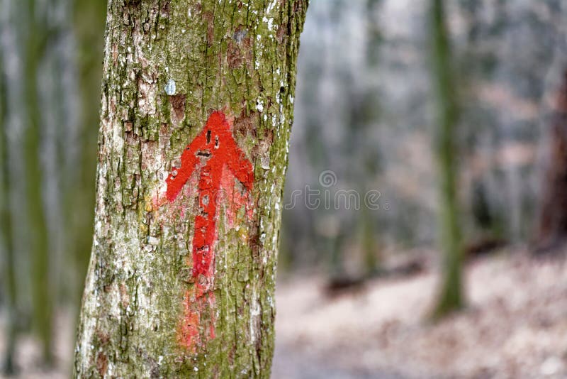 Red Mark, Arrow on Tree Bark in Forest Stock Photo - Image of felling ...