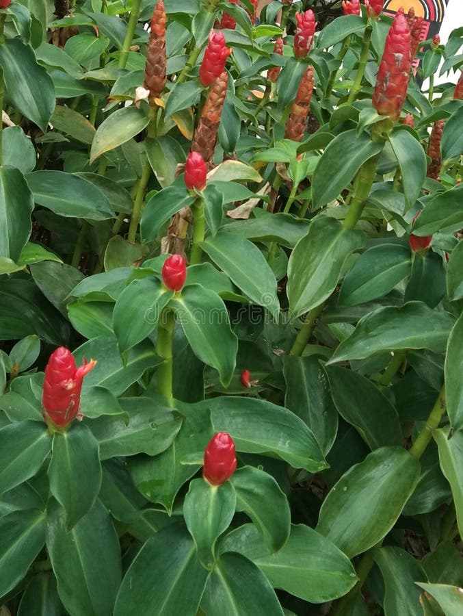 Red mark flowers stock photo. Image of mark, marking - 240031228