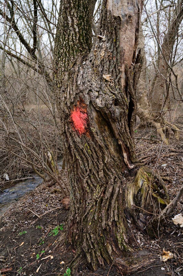 Red mark on the tree stock photo. Image of closeup, leaf - 174083318