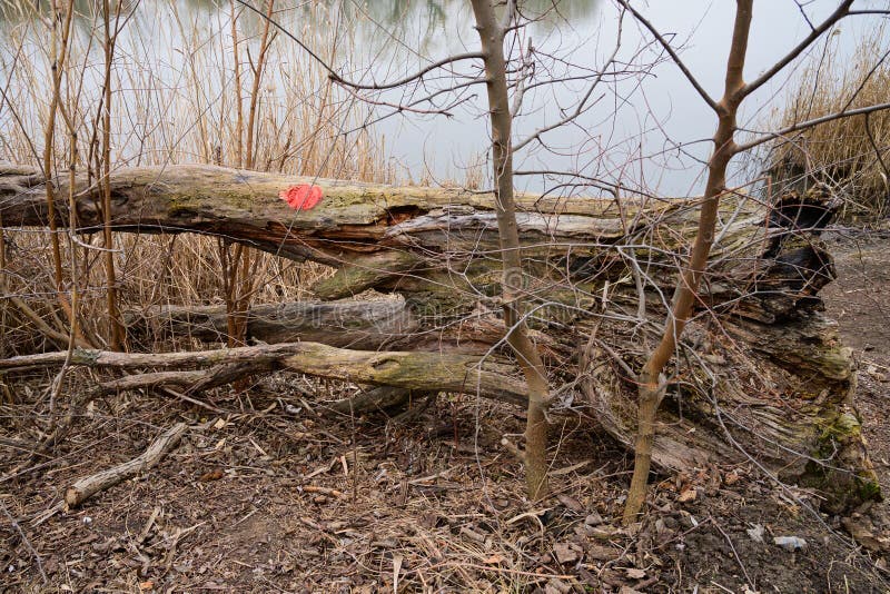 Red mark on the tree stock photo. Image of mark, color - 174083324