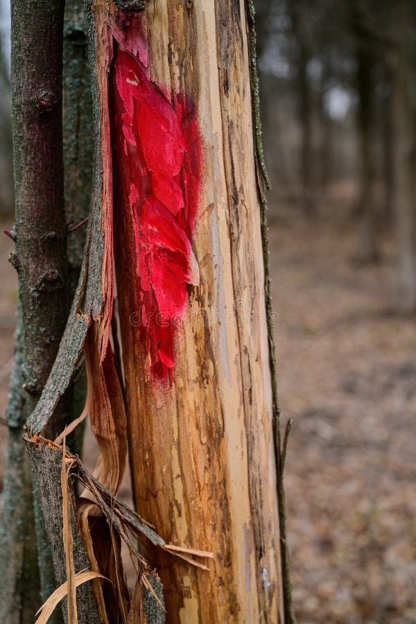 Red Mark on the Tree. Marked Tree Stock Image - Image of textured ...