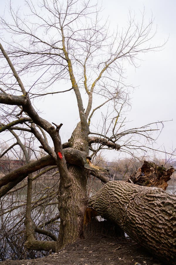 Red mark on the tree stock photo. Image of gardener - 174083346