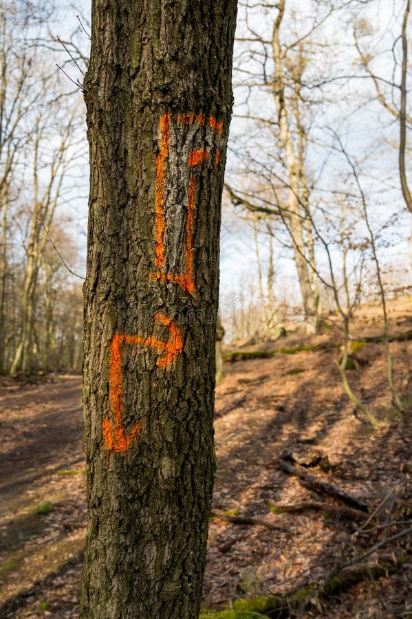 Red Marks on Tree Trunk in Autumn Forest. Stock Image - Image of ...