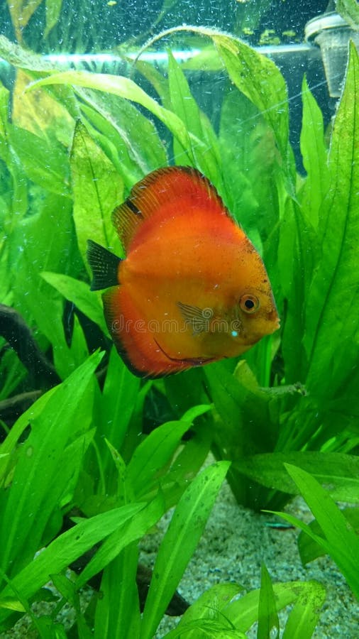 Red marlboro discus fish stock image. Image of aquarium - 51487157