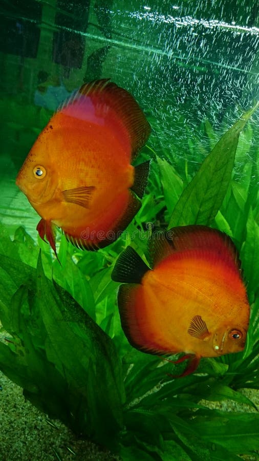 Red Marlboro Discus Fish Pair Stock Photo - Image of natural, fresh ...