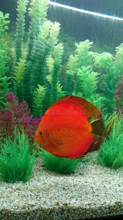 Red Marlboro discus fish stock image. Image of planted - 52474799