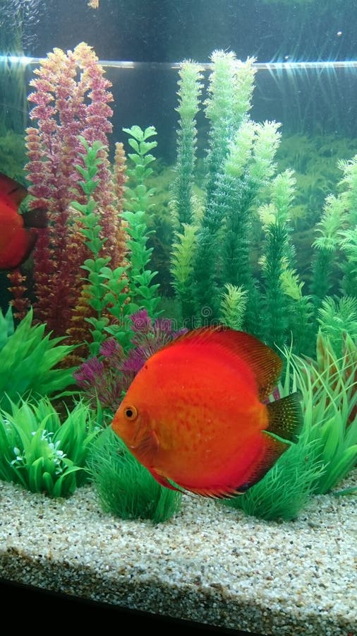 Red Marlboro discus fish stock photo. Image of plant - 52474810