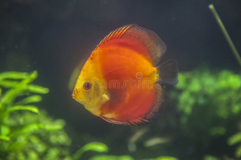 Red Marlboro Discus Fish or Symphysodon Discus Stock Image - Image of ...