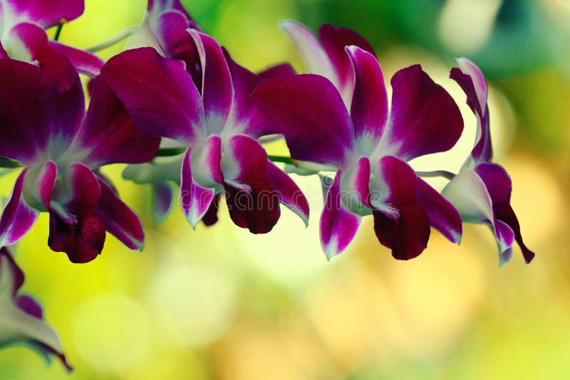 Maroon Flowers with Buds and Leaves on White Background with Line Art ...