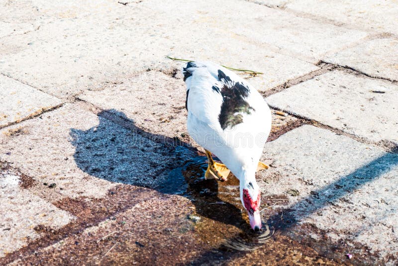 Red Masked Duck at Cagliari Harbor Stock Image - Image of water ...