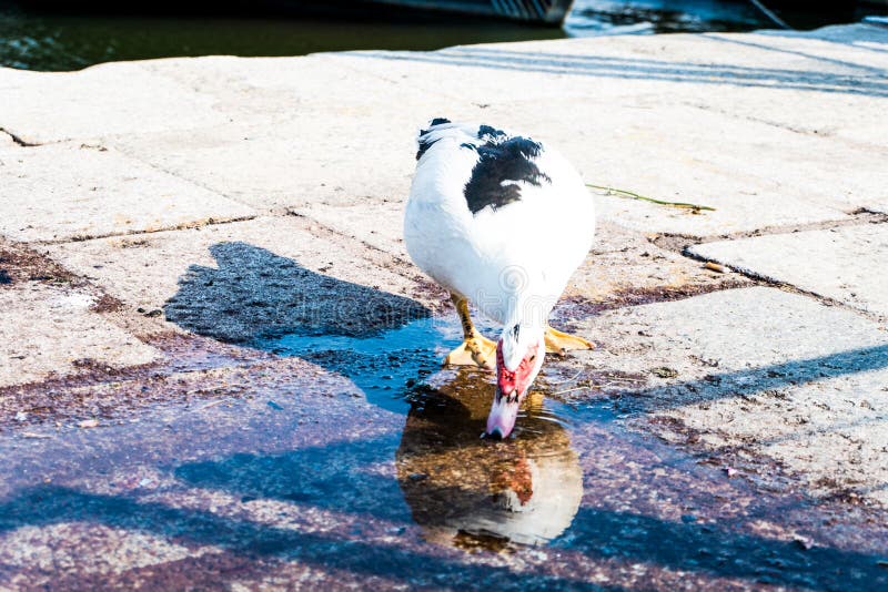 Red Masked Duck at Cagliari Harbor Stock Photo - Image of closeup ...