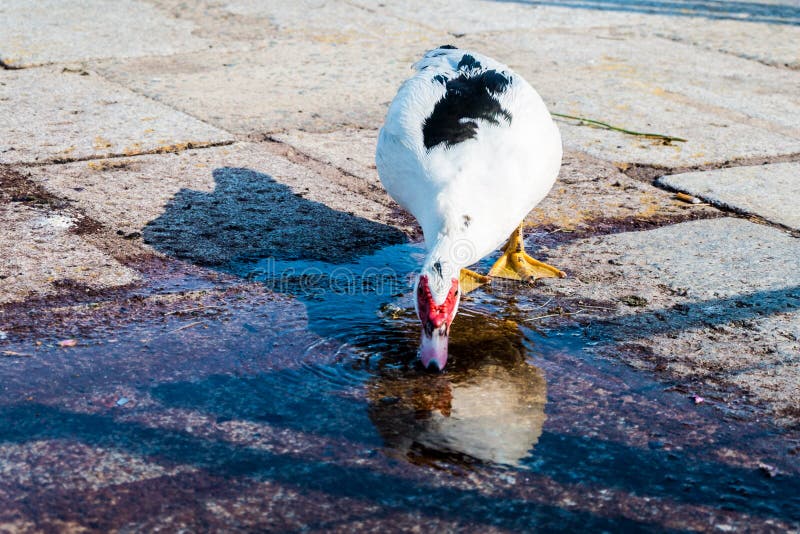Red Masked Duck at Cagliari Harbor Stock Image - Image of feather ...