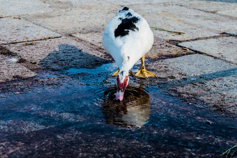 Red Masked Duck at Cagliari Harbor Stock Image - Image of poultry, beak ...