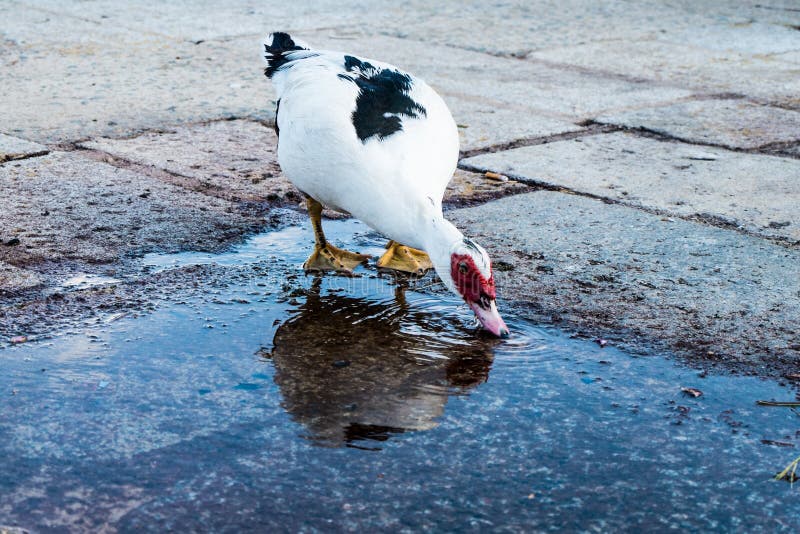 Red Masked Duck at Cagliari Harbor Stock Image - Image of pond, animal ...